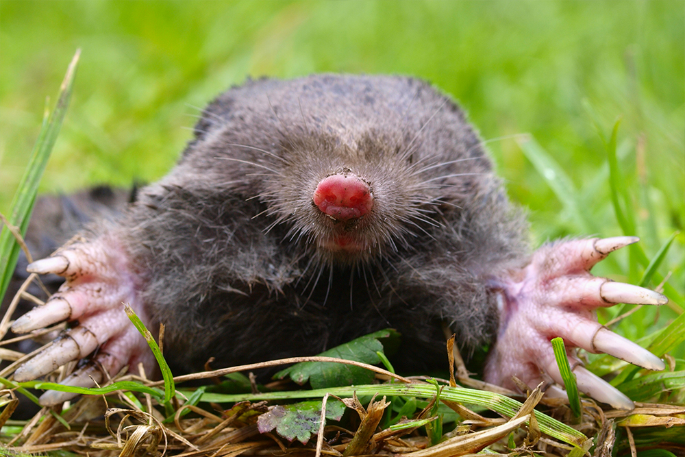 Blog | What Is A Mole?