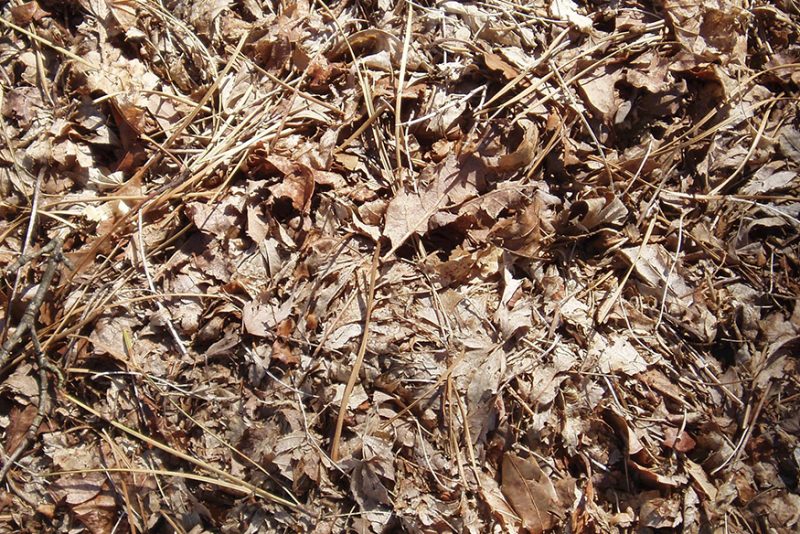 Why Are Bugs In My Backyard ? | McCarthy Pest & Termite Control